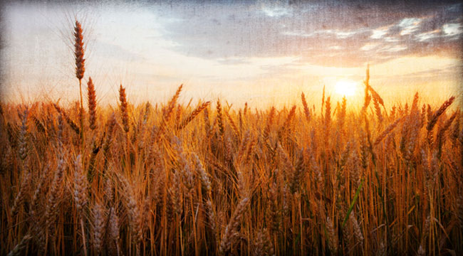 It's Morning Again in America - The Daily Reckoning